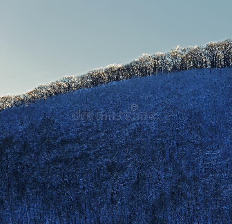 Winter Blue Sky Trees stock image. Image of canada, nature - 35547967