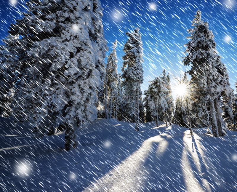 Winter stock photo. Image of country, christmas, rime - 59012276
