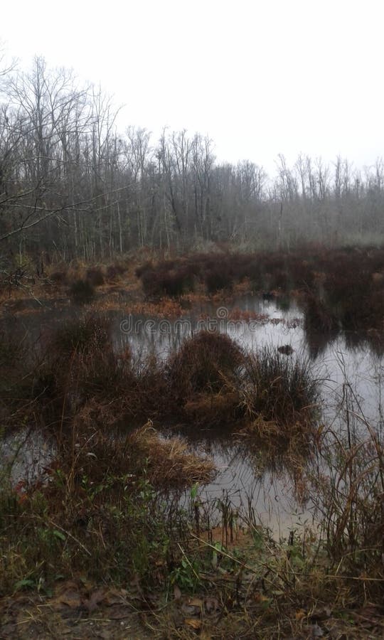 Winter bog stock image. Image of griffin, marsh, forest - 83404541