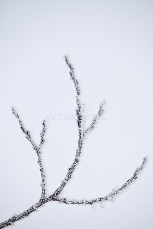 Winter branch stock photo. Image of snowing, nature, january - 13021270