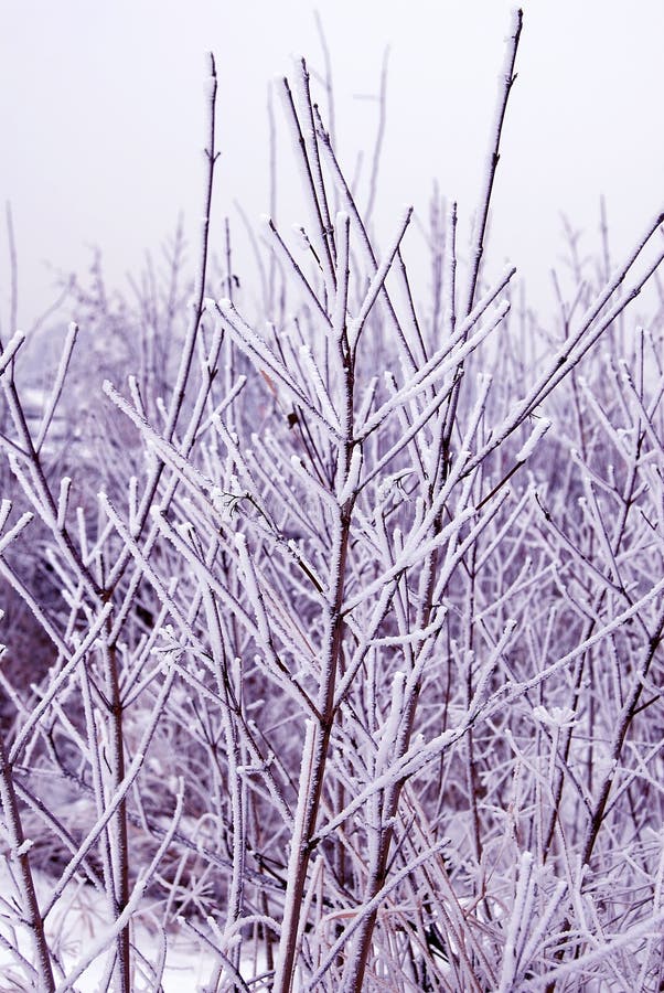 Winter branch stock photo. Image of cyan, frozen, december - 15105752