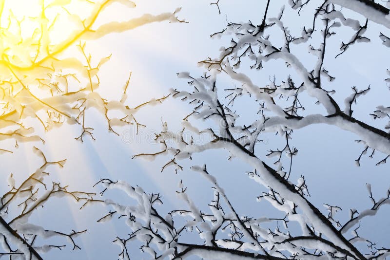Winter branch stock image. Image of clear, climate, blue - 28097487