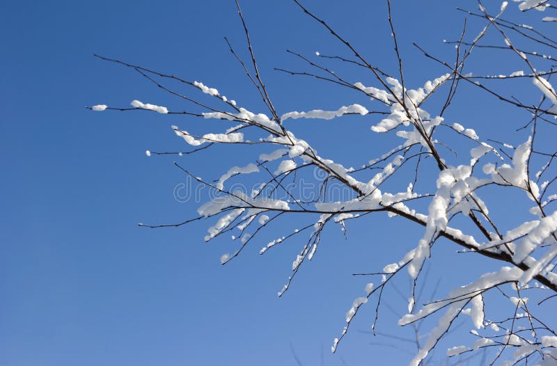 Winter branch stock photo. Image of hoarfrost, places, landscape - 306788