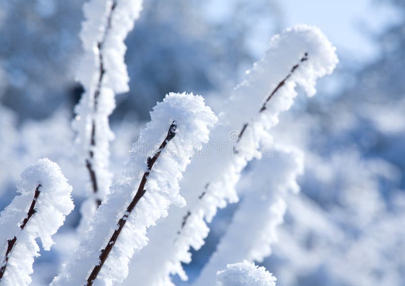 Winter branch stock photo. Image of hoarfrost, places, landscape - 306788