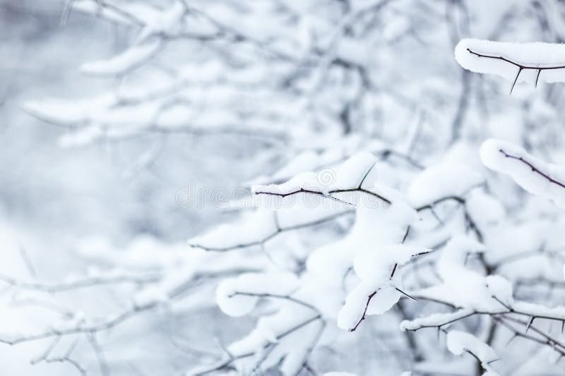 Winter branch with snow stock image. Image of branch - 17765719