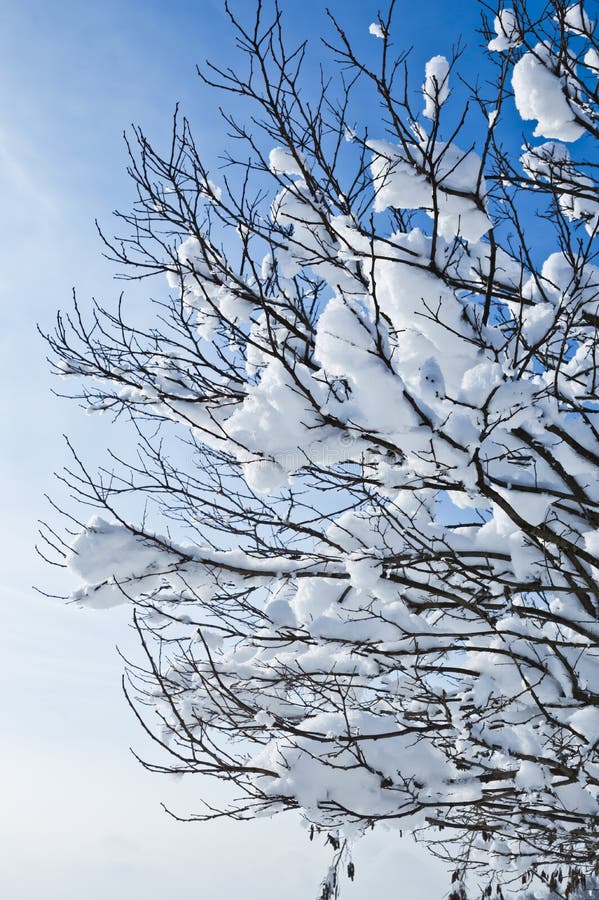 Winter Branch stock photo. Image of december, color, snow - 56599980