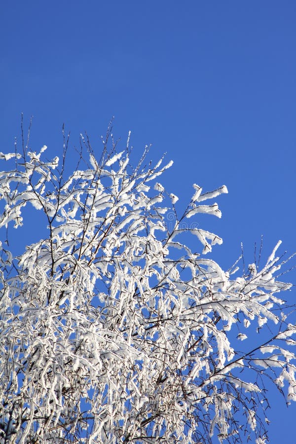 Winter Branches of a Tree in Hoarfrost Stock Image - Image of covering ...