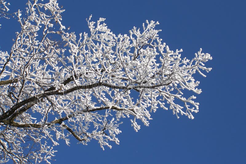 Winter branches stock image. Image of covered, earth, clean - 7688943