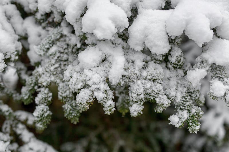 Winter White Snow-covered Bush with Branches in the Snow Stock Photo ...
