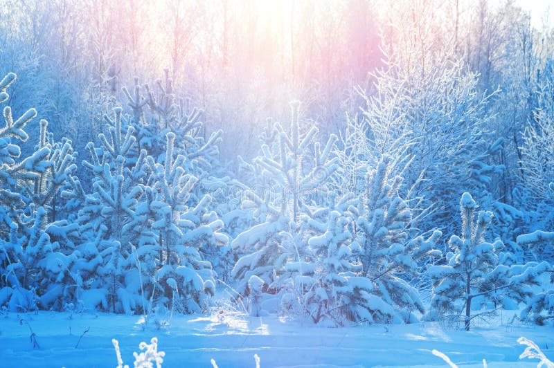 Winter bright landscape stock image. Image of beauty - 104597761