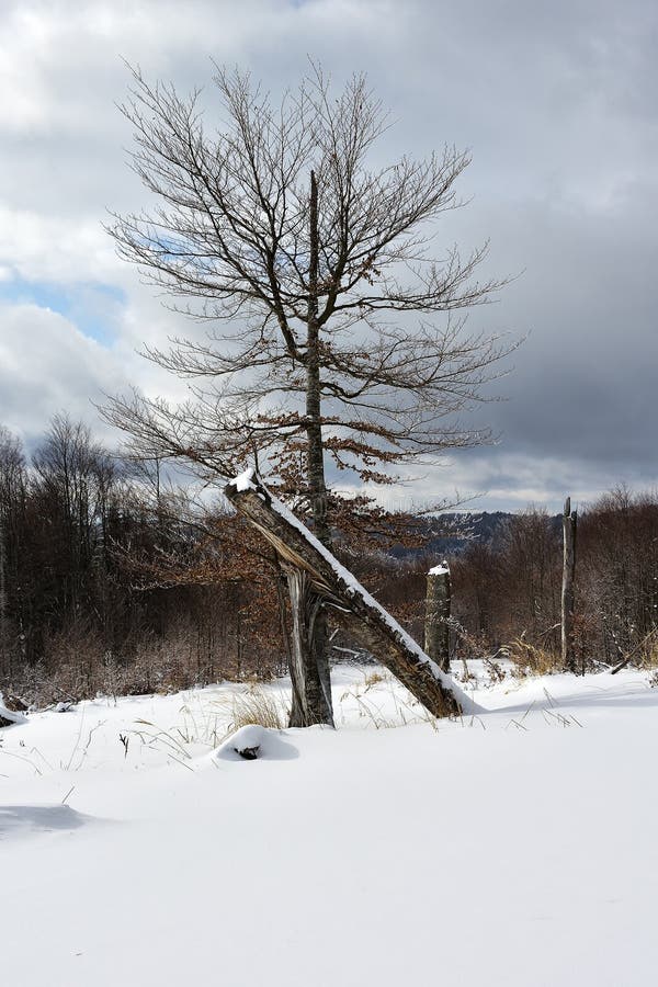 Winter Broken Trunk Tree. Background with Dry Interesting Shaped Stock ...