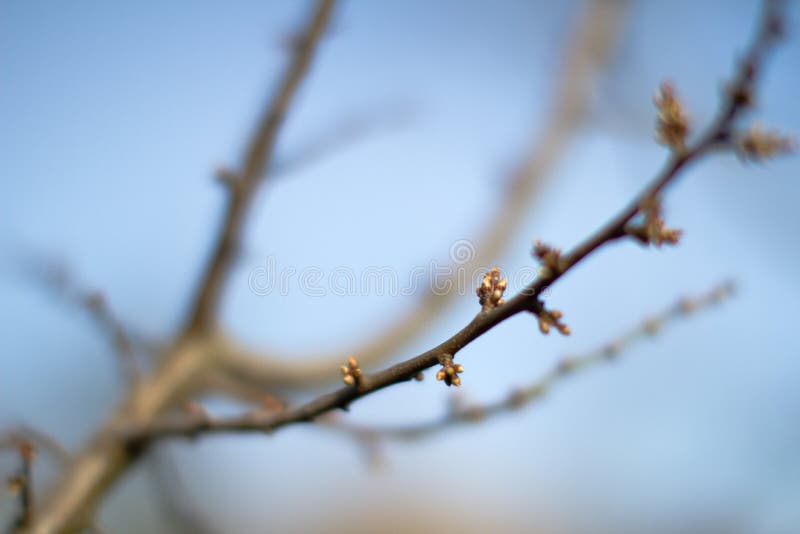 Winter Buds of Cherry Tree, Blurred Blue Sky and Branches Stock Photo ...