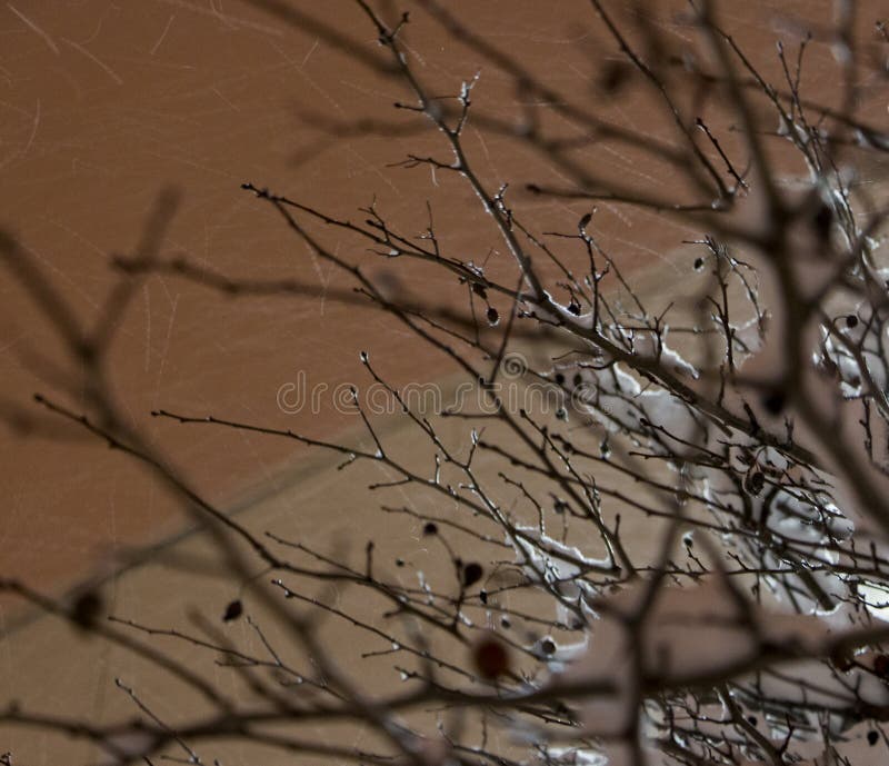 Winter buds stock photo. Image of tree, limbs, winter - 87078402