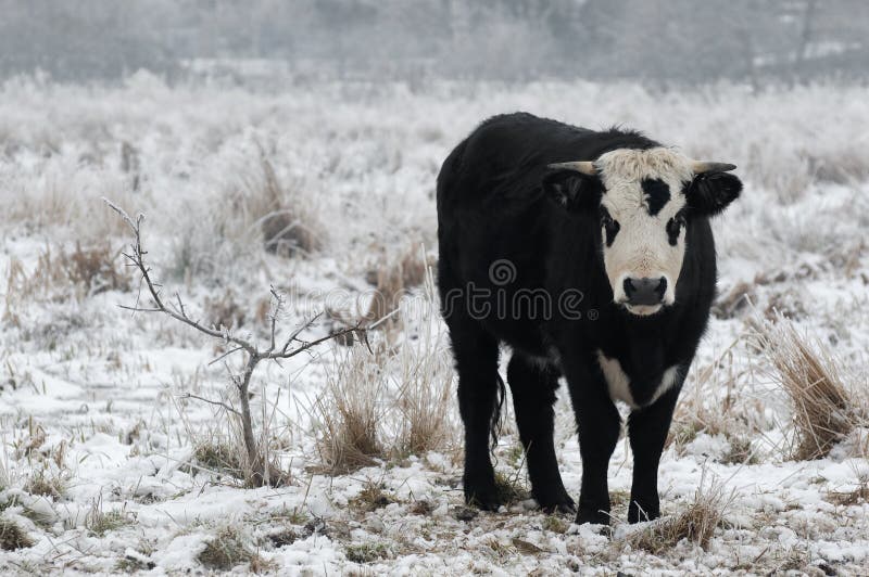 Winter bull stock photo. Image of field, grazing, outside - 12416342