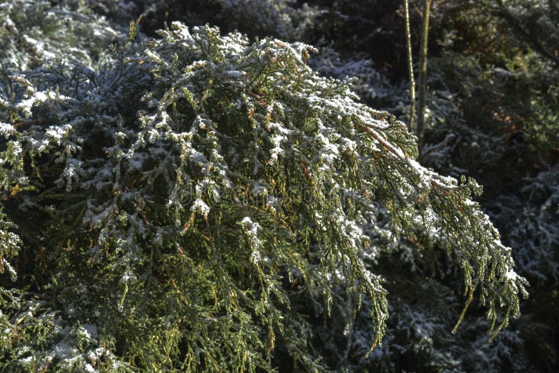 Winter bushes stock photo. Image of nature, outdoors - 136958548
