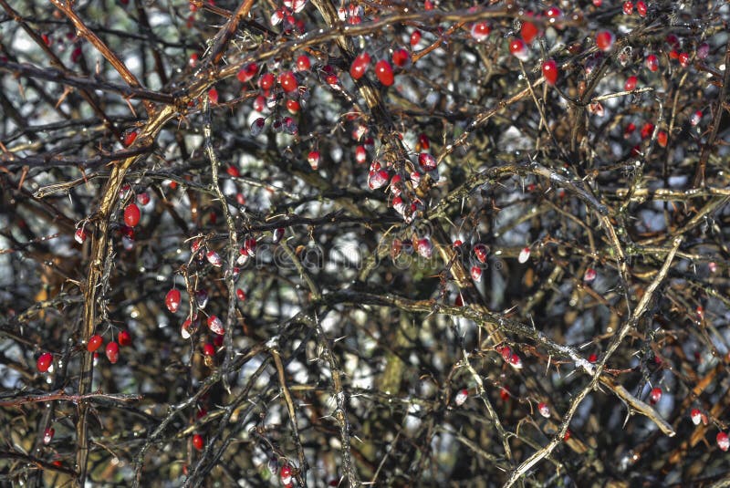 Winter bushes stock photo. Image of nature, outdoors - 136958548