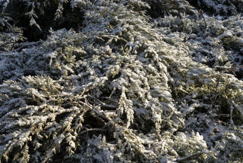 Winter bushes stock photo. Image of nature, outdoors - 136958548