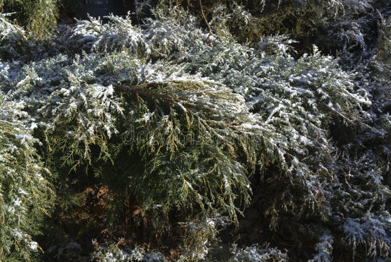 Winter bushes stock photo. Image of nature, outdoors - 136958548