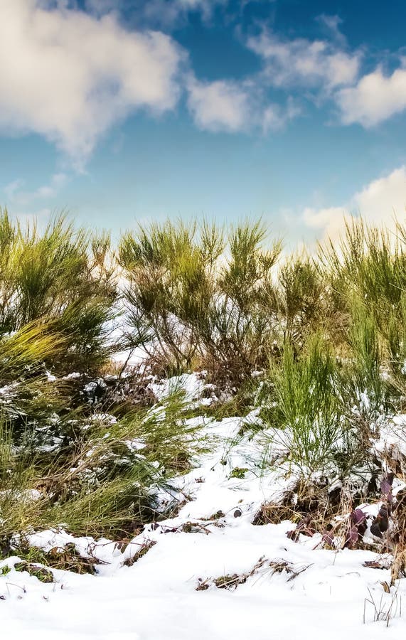 Winter bushes stock photo. Image of nature, outdoors - 136958548