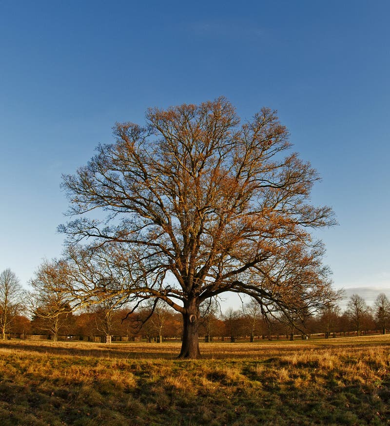 Winter in Bushy Park stock image. Image of fall, tourist - 22517587