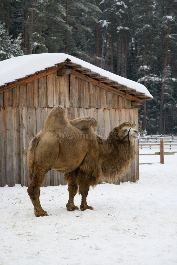 Winter camel stock image. Image of wildlife, seasonal - 19718985