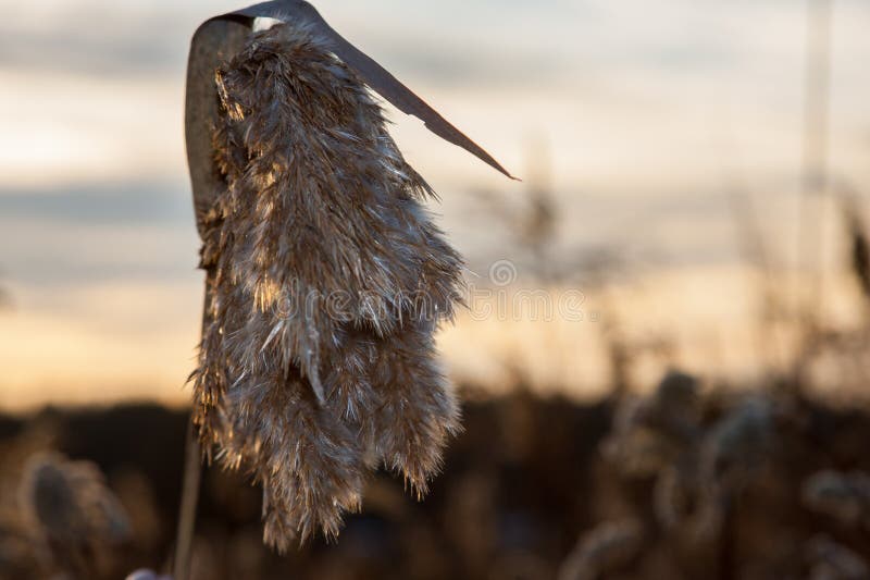 Winter Cane in a Large Close -up Stock Image - Image of leaf, nature ...