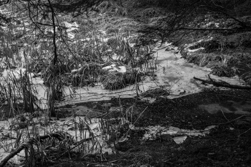 Winter cane thicket stock photo. Image of freedom, path - 48677782