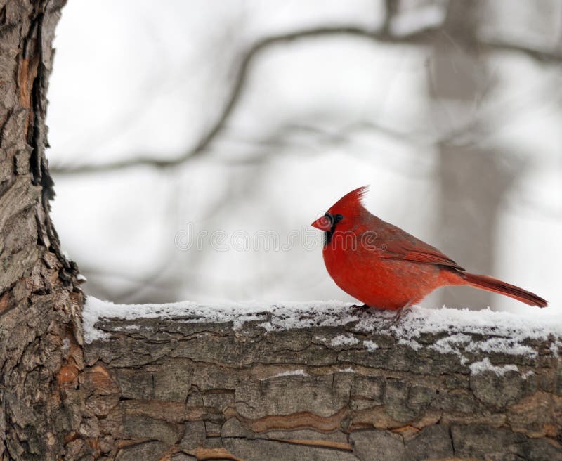 Cardinal in winter stock image. Image of forest, pine - 3892833