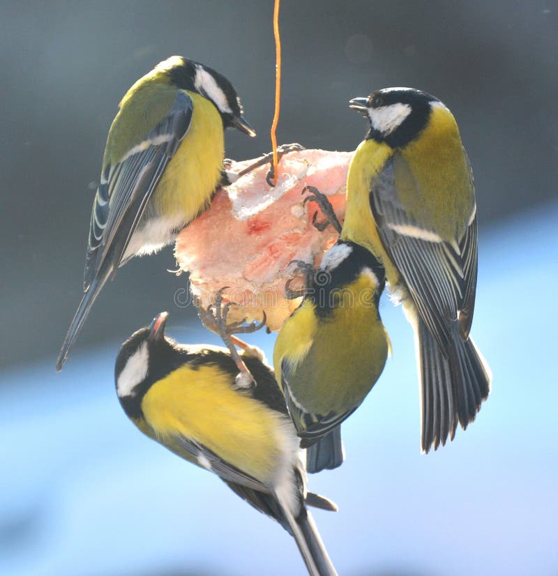 In Winter, the Tit Eats Lard Stock Photo - Image of cute, wildlife ...