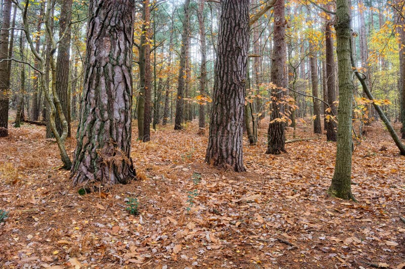 A Winter Carpet of Leaves in Pine Forest Editorial Stock Image - Image ...