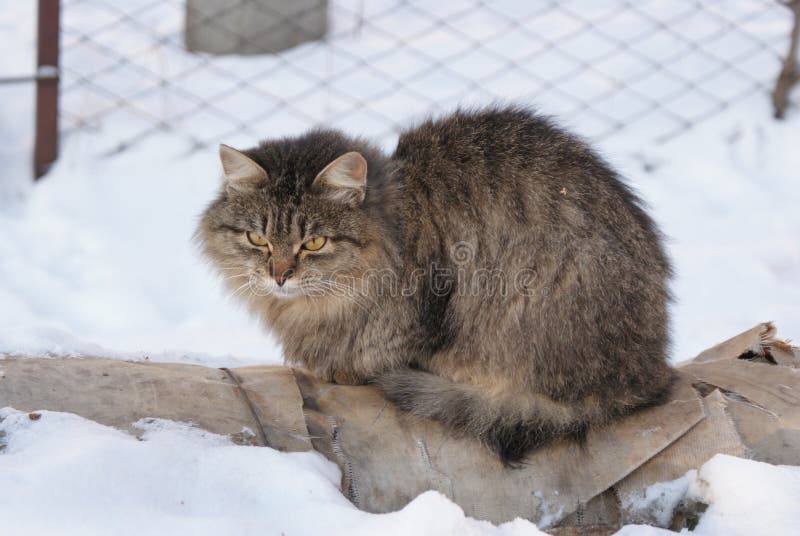 Winter cat stock image. Image of snow, street, evil, pets - 8220093
