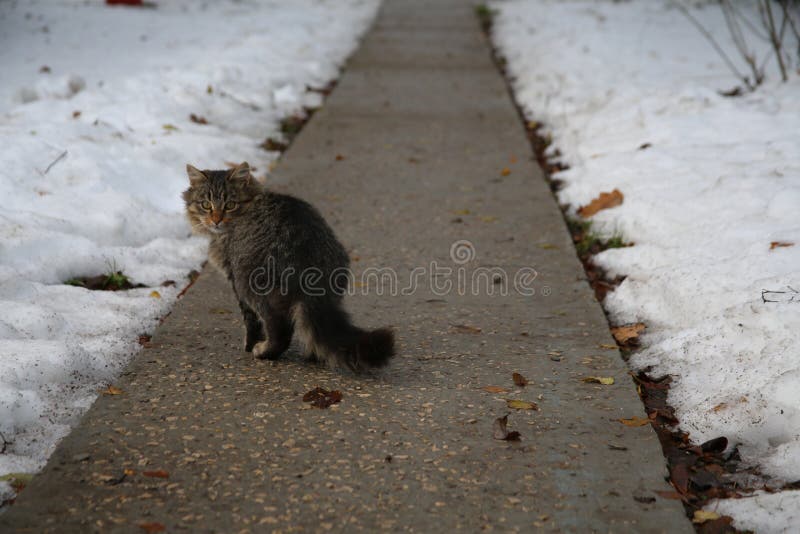 Winter. Cat on the track stock image. Image of kitty - 100922811