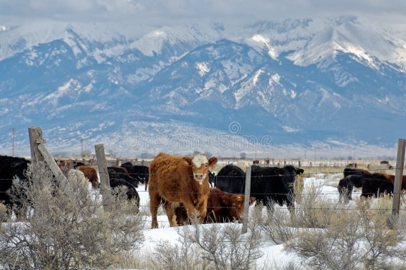 Frost-back Cattle stock photo. Image of farm, nature - 12477538