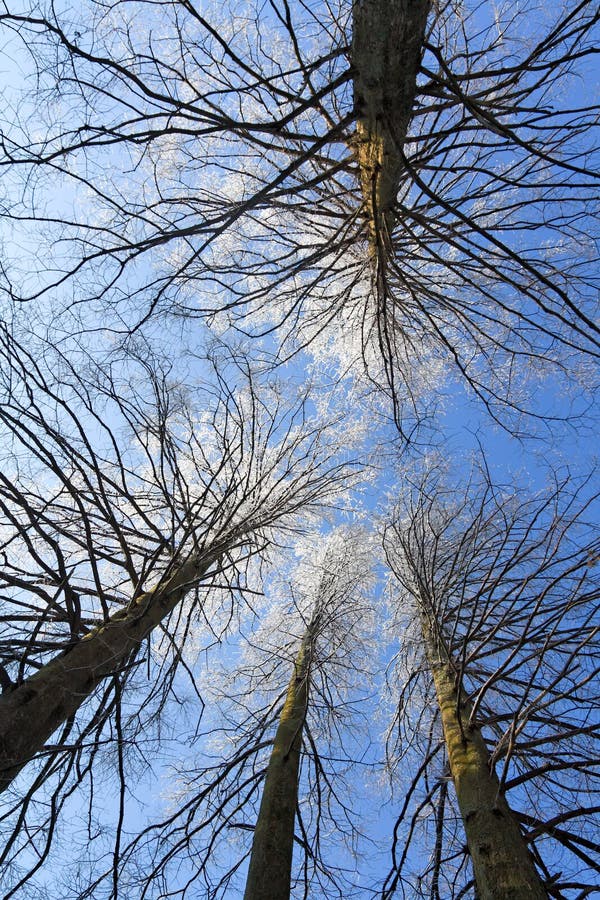 Winter Cedar Forest Landscape, Tall Pine Trees on the Snow, Mountain ...