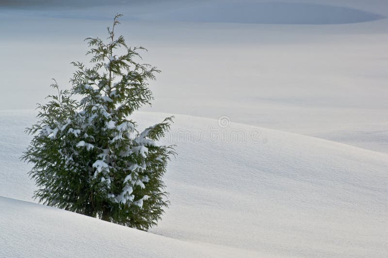 Winter Cedar Tree stock image. Image of fresh, covered - 8645343