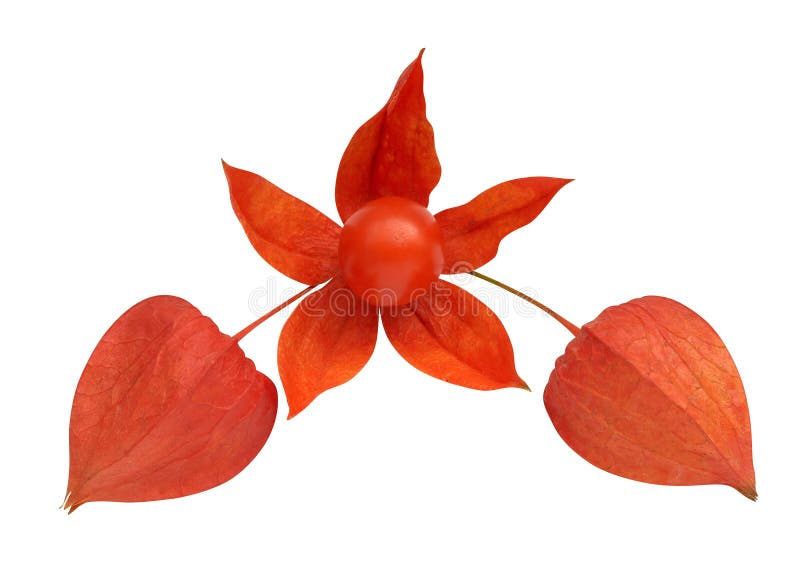 Winter cherry stock photo. Image of cherry, berry, food - 7265976