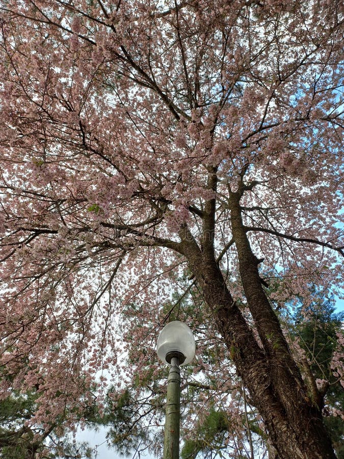 Winter Cherry Blossom Tree Near a Lamp Post Stock Image - Image of ...