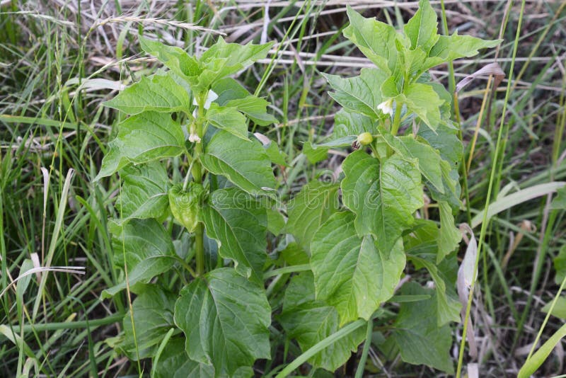 Winter Cherry Ground Cherry Stock Image - Image of chinese, beauty ...