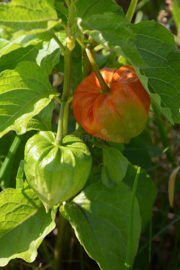Winter Cherry Ground Cherry Stock Image - Image of beautiful, fresh ...
