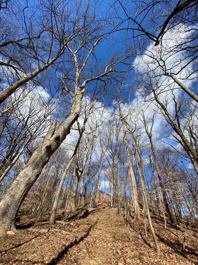 Winter Clouds and Forest in February Stock Photo - Image of landscape ...