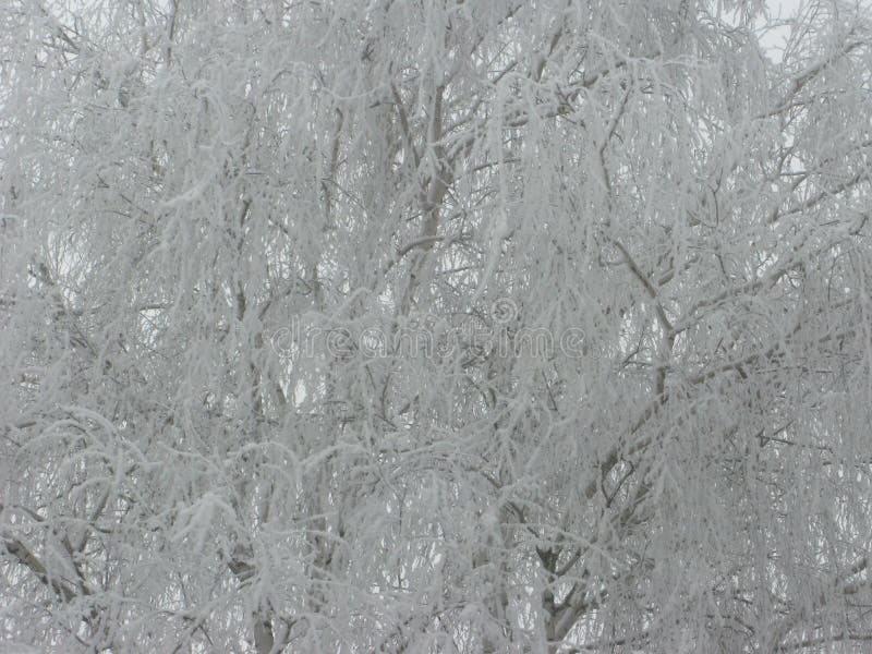 Hoarfrost on the tree stock image. Image of trees, frosty - 108392593