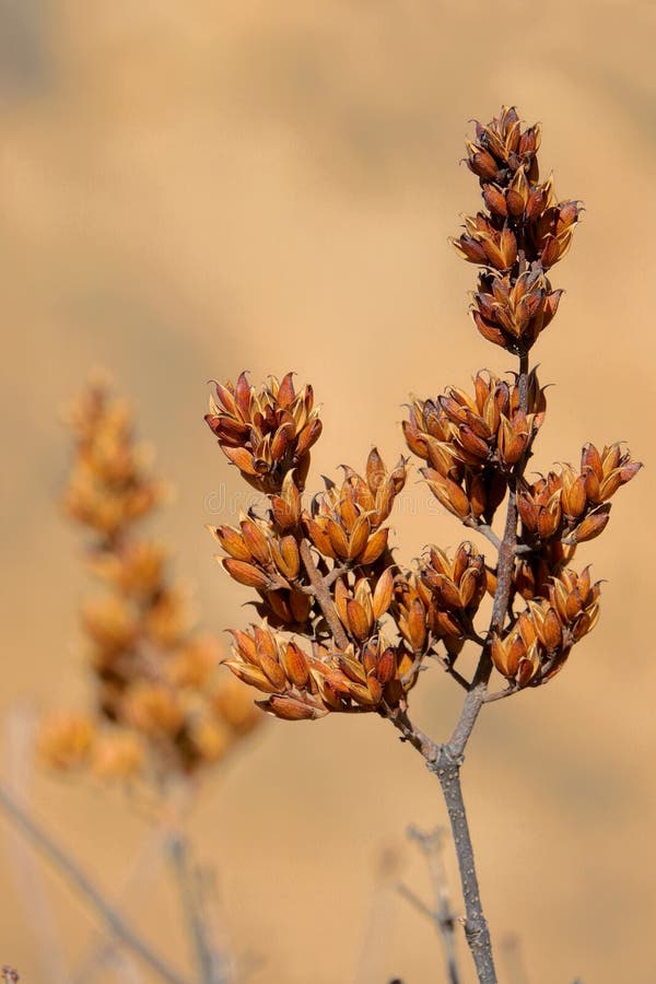 Winter clove stock photo. Image of lilac, fruit, branch - 206176964