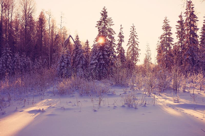 Winter Cold Day in Fir Forest Stock Photo - Image of season, fairytale ...