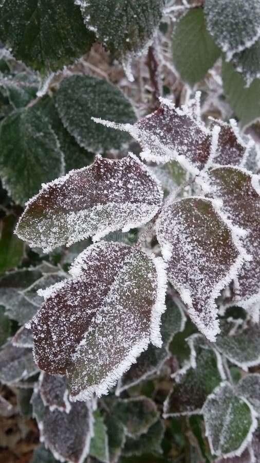 Winter stock photo. Image of january, days, cold, winter - 95444824