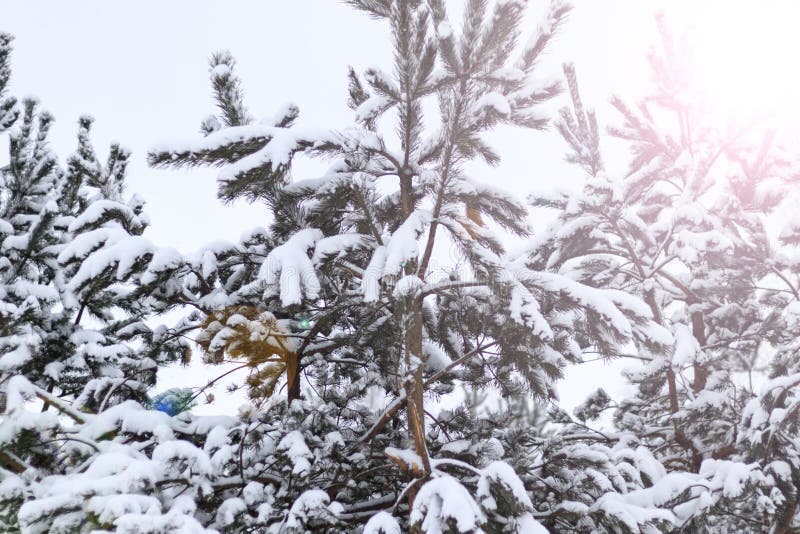 . Winter, Cold, Snow. Winter Forest Under the Snow. Heavy Branches All ...