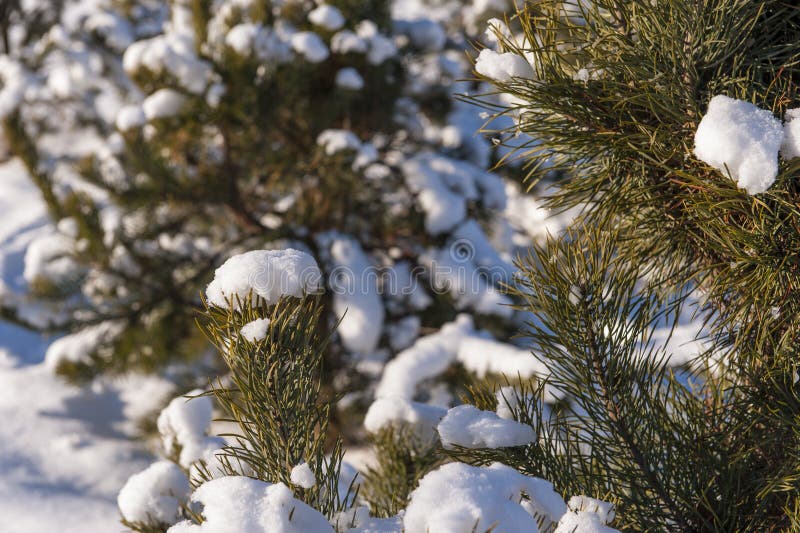 Winter Cold Snow Green Tree Stock Image - Image of sunshine, xmas: 49997257