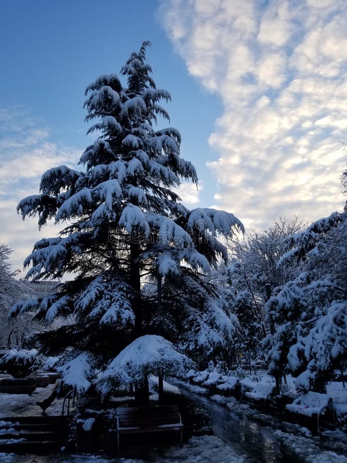 Amazing snow on trees stock photo. Image of warm, tasty - 136502388