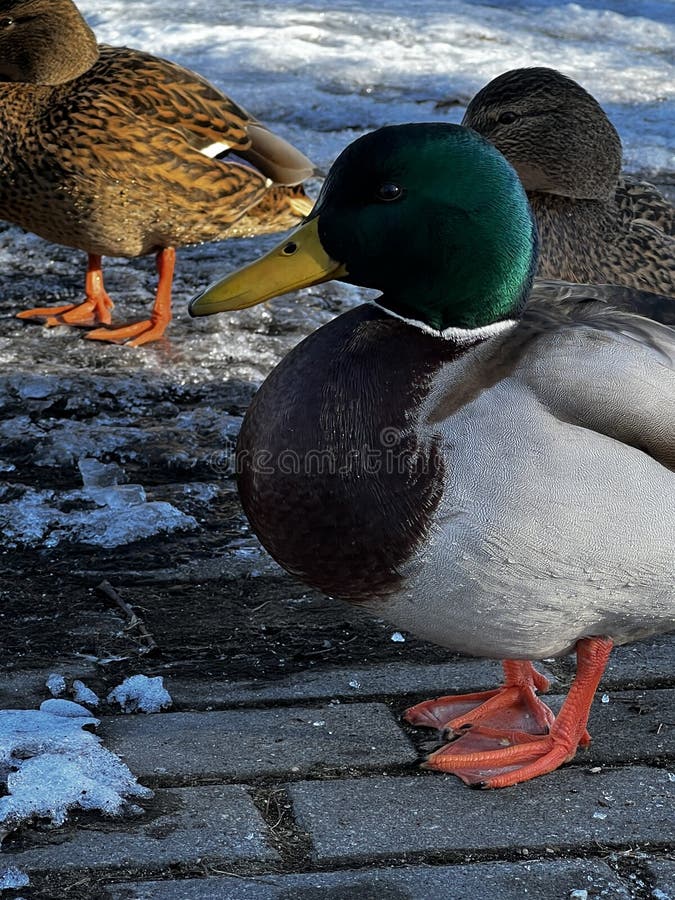 Duck stock image. Image of animals, winter, duck, snow - 259203051