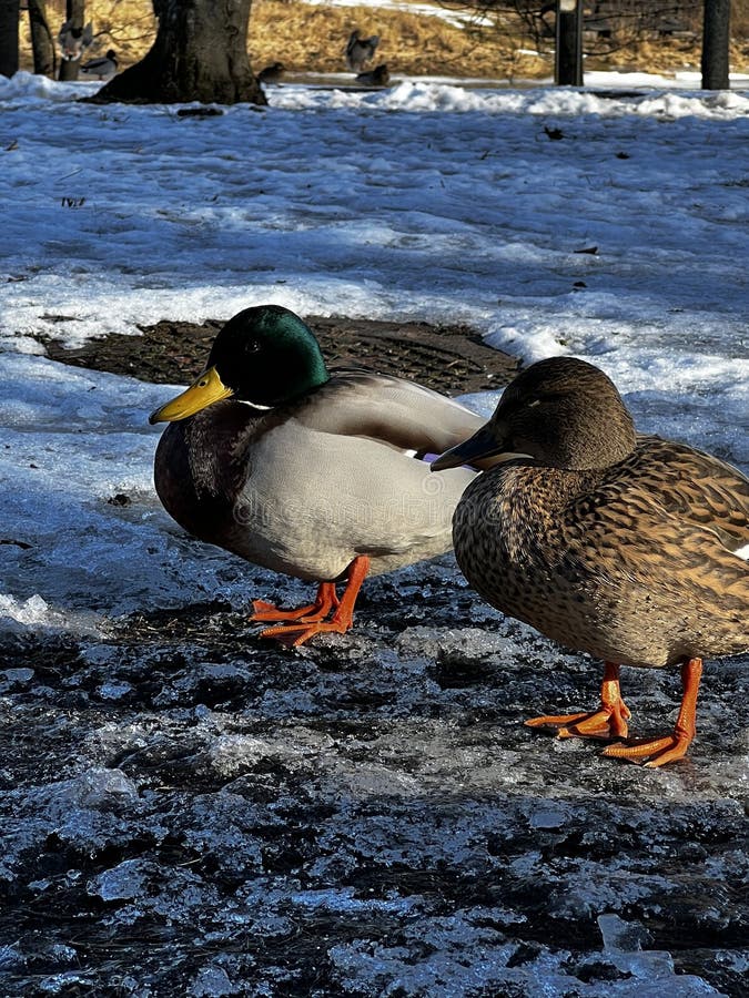 Ducks stock photo. Image of winter, ducks, snow, wild - 259203054