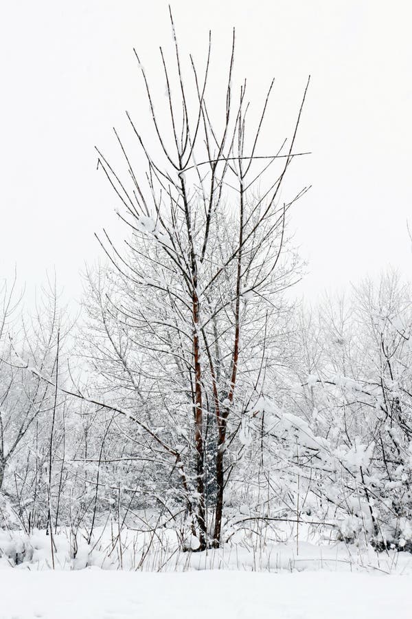 Winter Cold Tree with Snow Winter Time Stock Photo - Image of scene ...